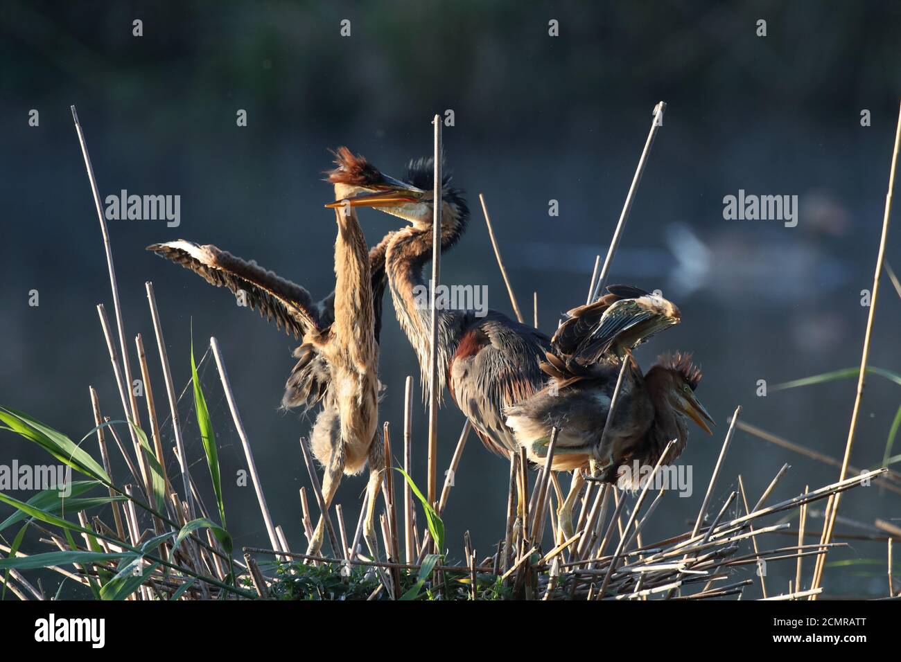 Purple heron (Ardea purpurea), young birds begging adult bird for food ...