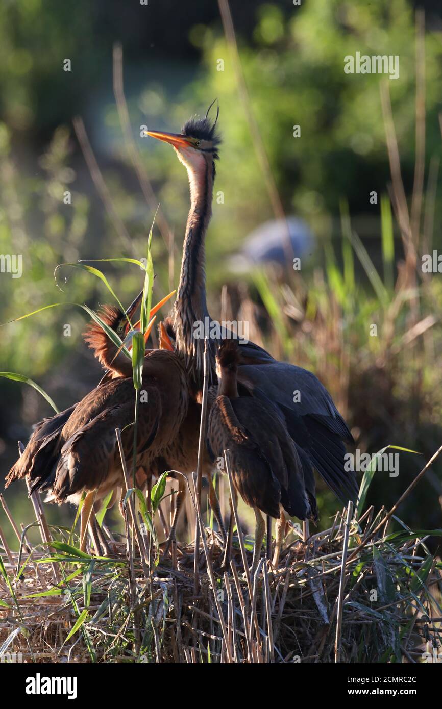 Purple heron (Ardea purpurea), young birds begging adult bird for food ...