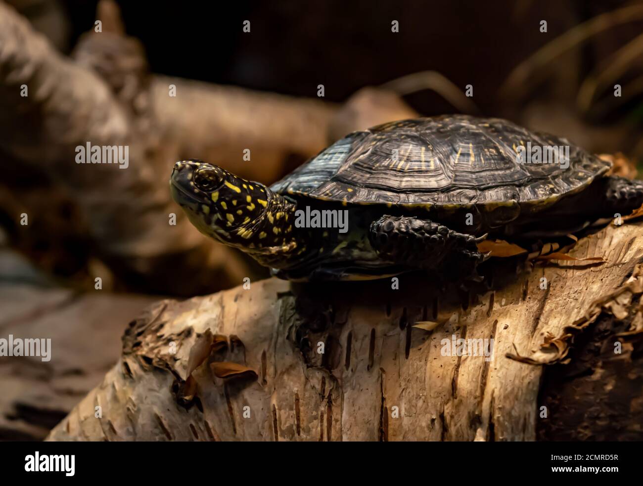 Black Turtle High Resolution Stock Photography and Images - Alamy