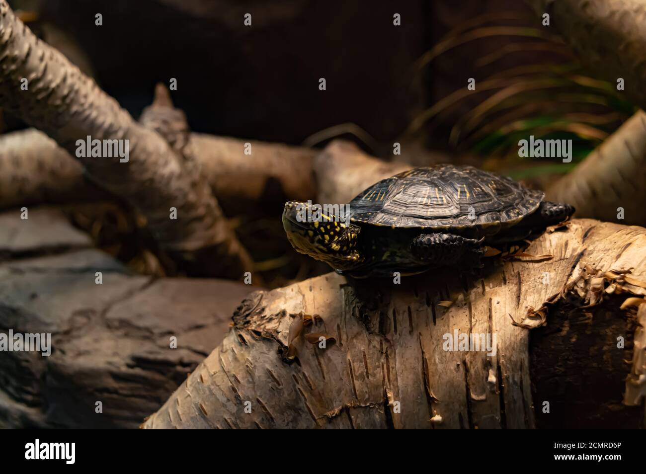 White spots on head hi-res stock photography and images - Alamy