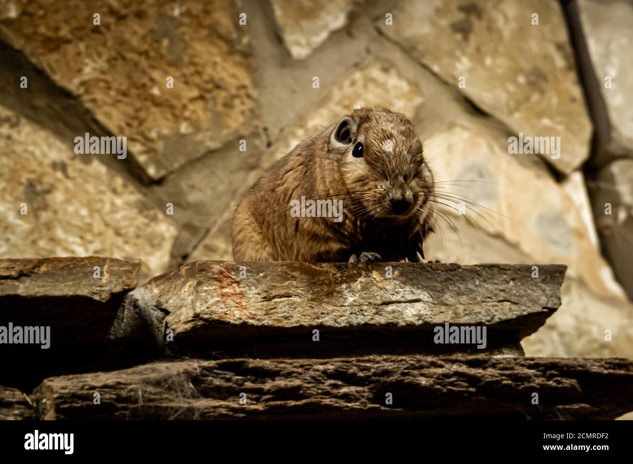 Close up of a common Gundi on a rock slate Stock Photo - Alamy