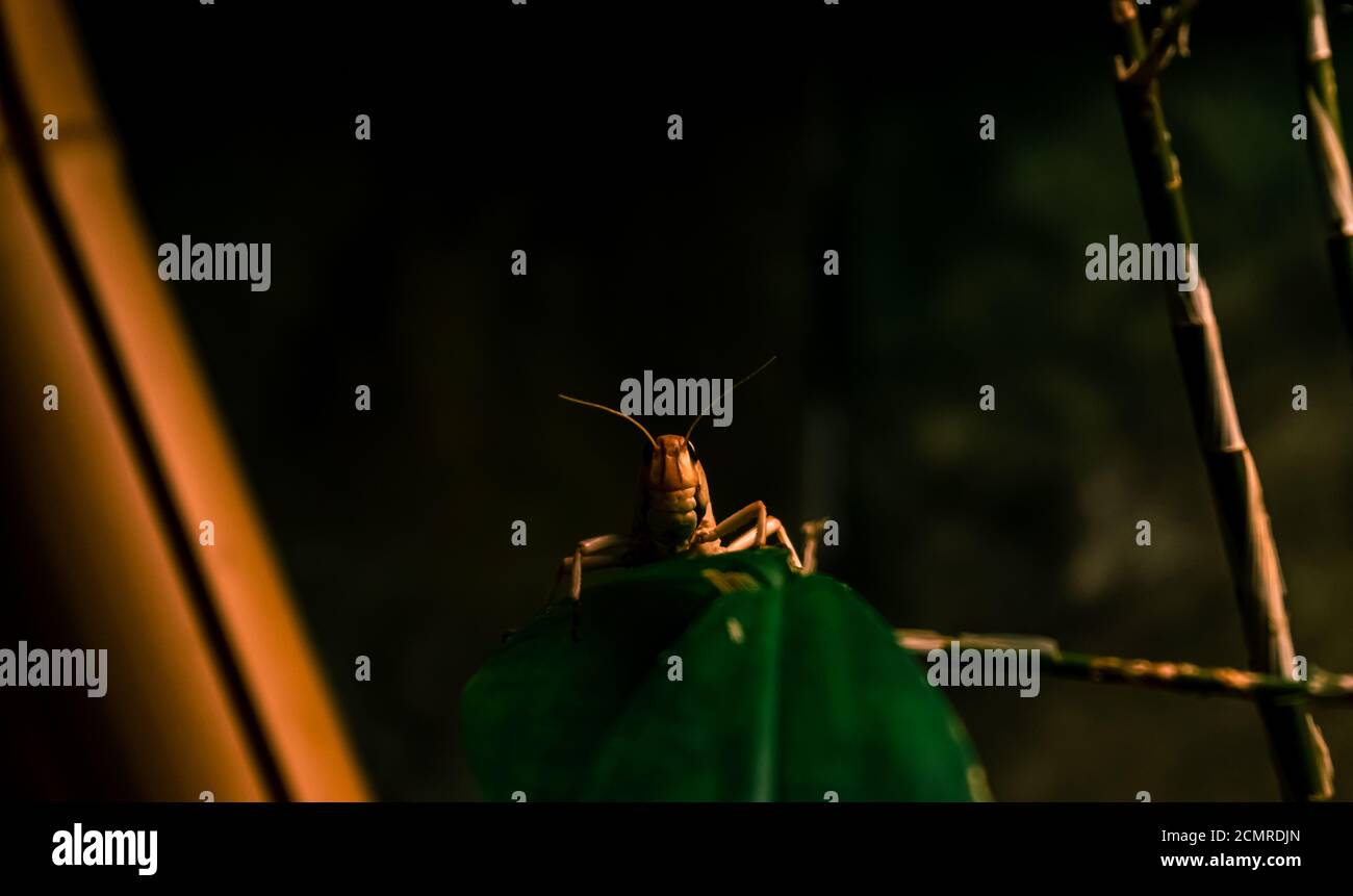 Locust face hi-res stock photography and images - Alamy