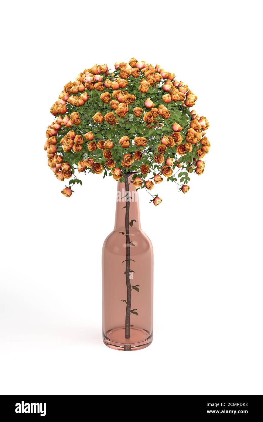 Bouquet of orange roses in a glass red round vase isolated on a white ...