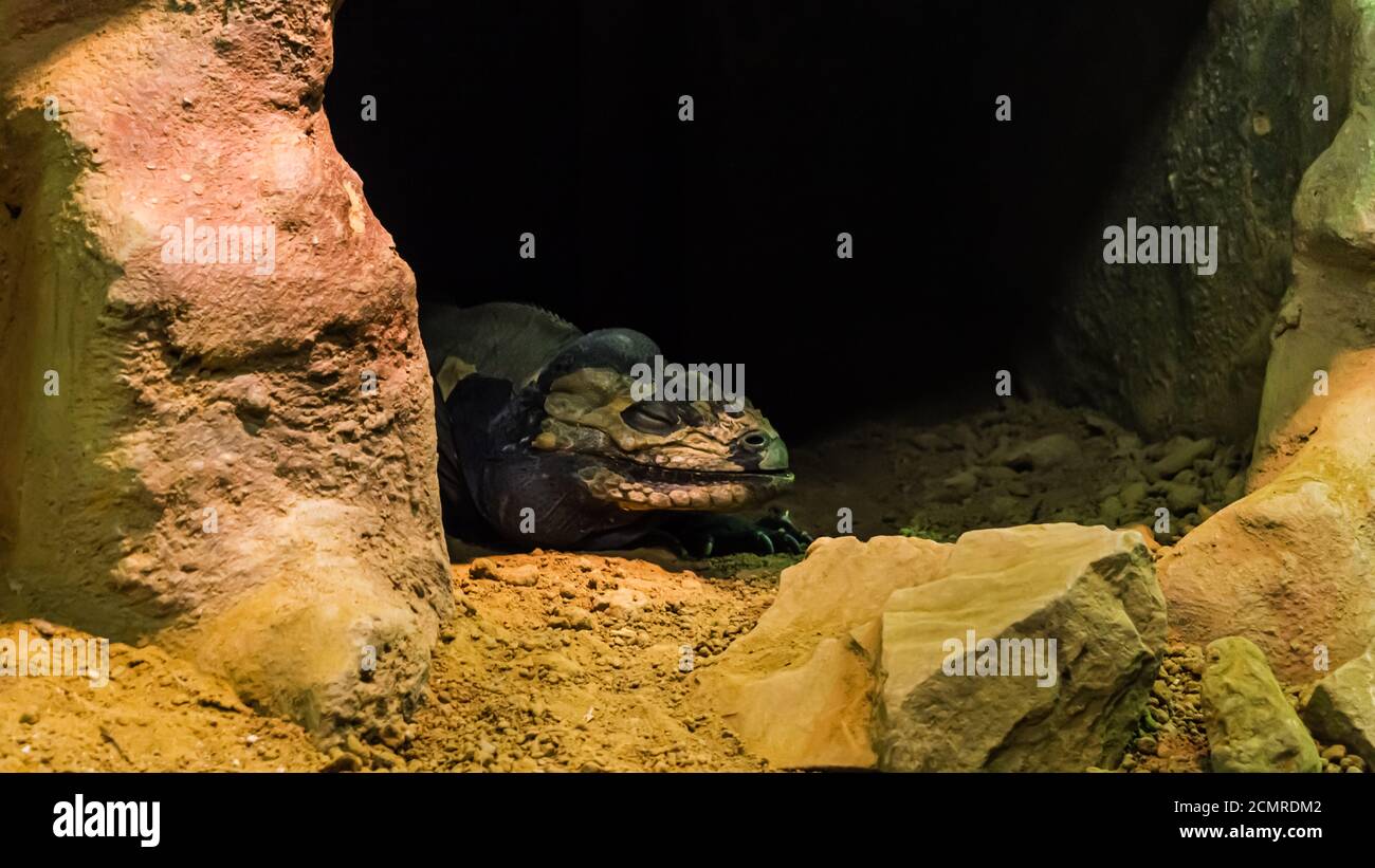 Rhinoceros iguana sleeping in its rock cave Stock Photo - Alamy