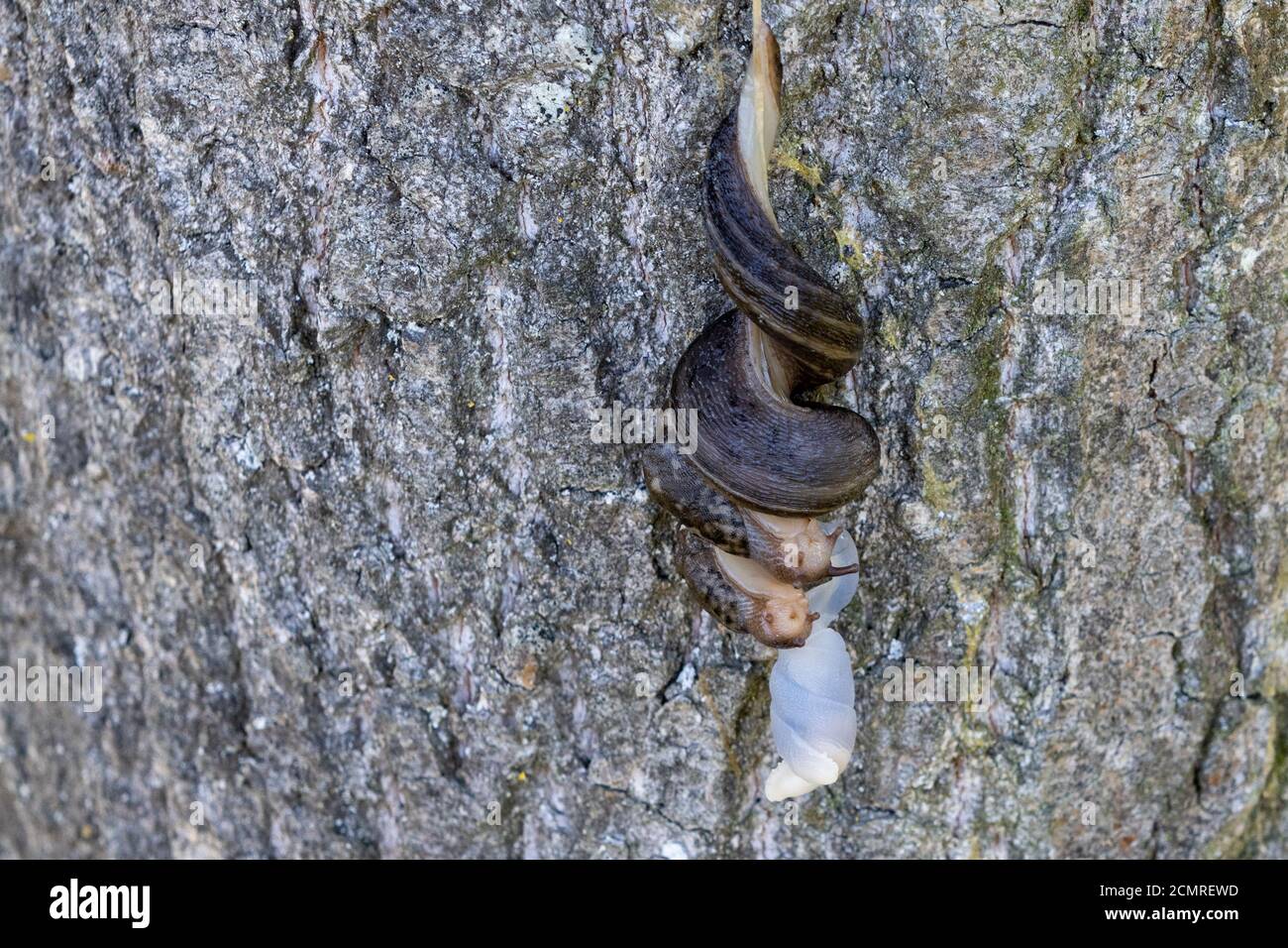 Mating great grey slugs hanging down from tree Stock Photo - Alamy