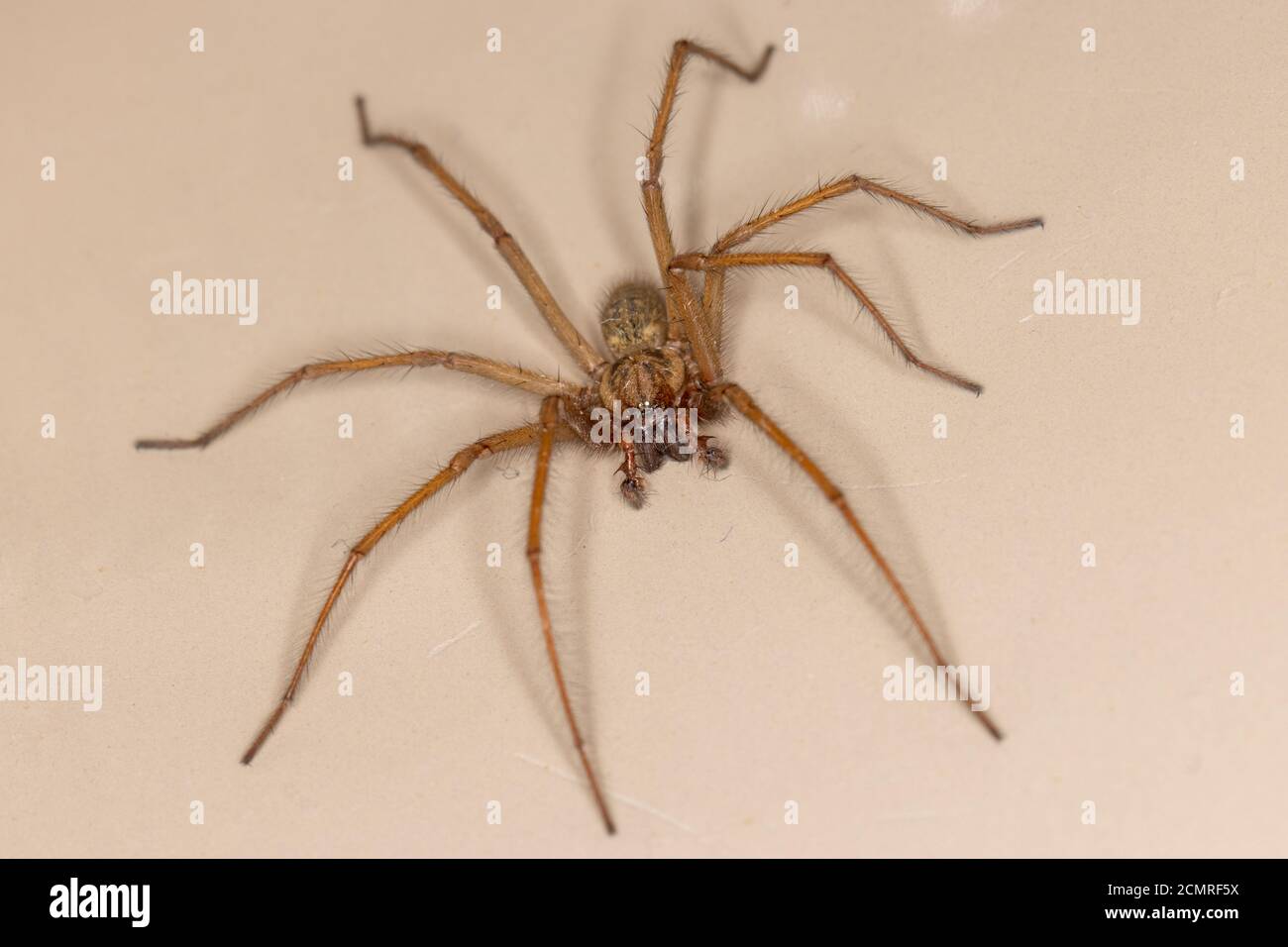 Spider in bath hi-res stock photography and images - Alamy