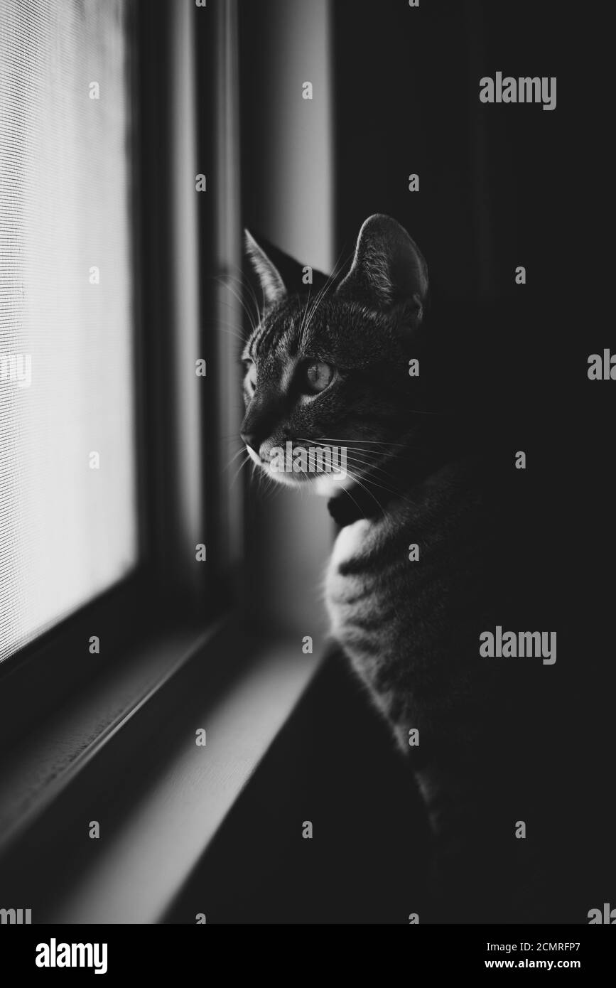 Portrait of the silhouette of a cat looking through the window Stock ...