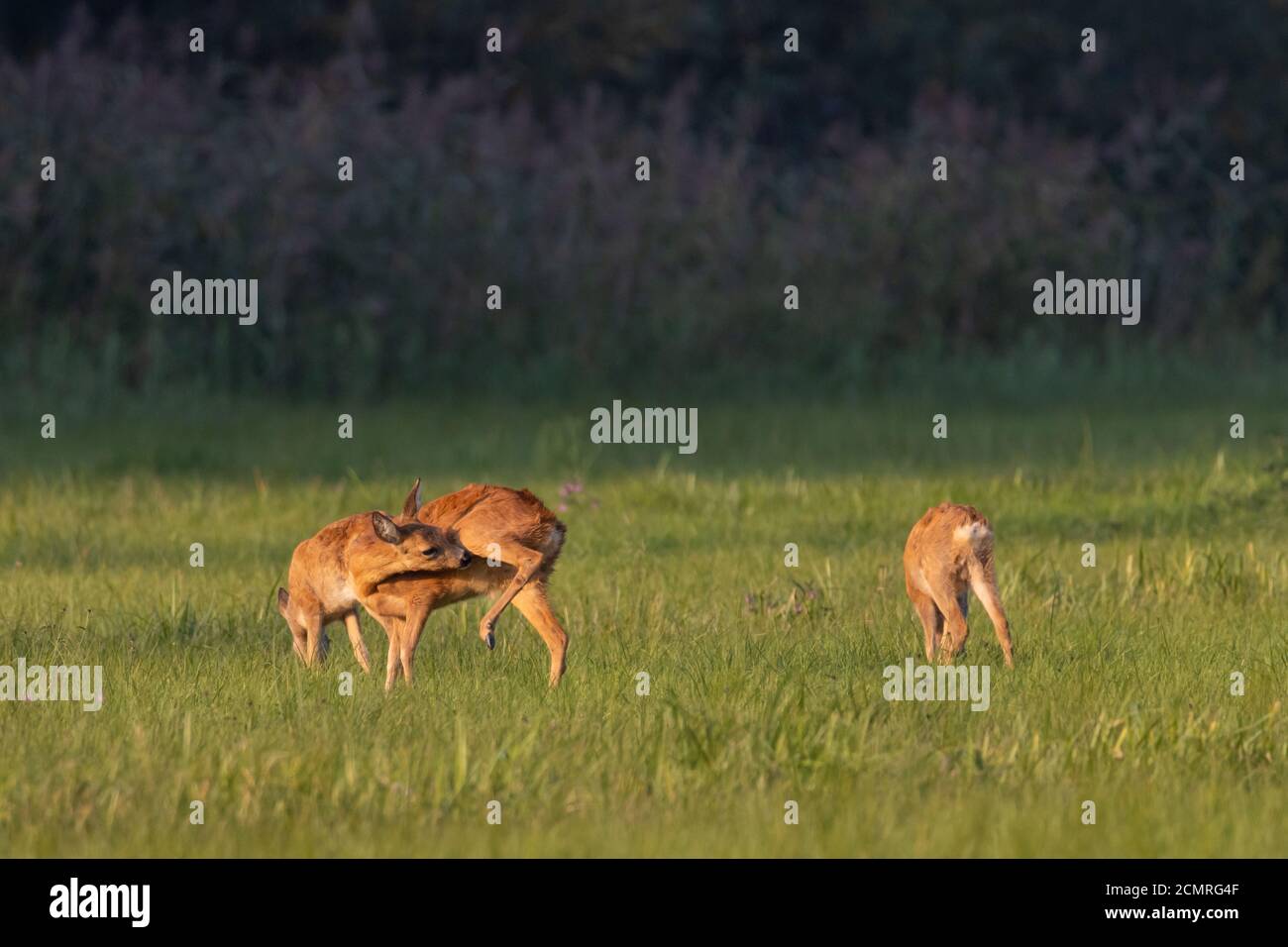 Multiple deer standing in evening sunlight in green meadow Stock Photo ...