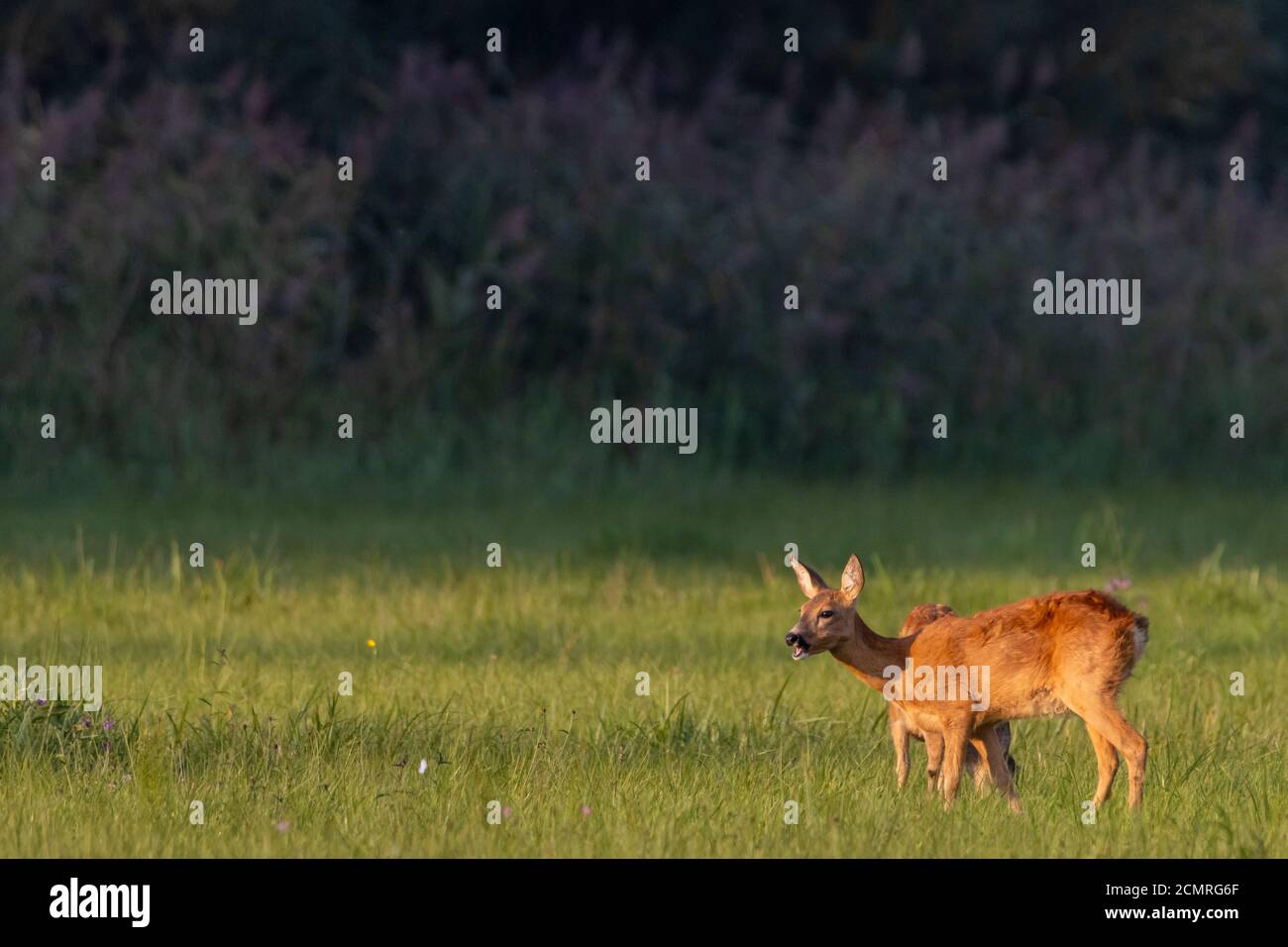Multiple deer standing in evening sunlight in green meadow Stock Photo ...