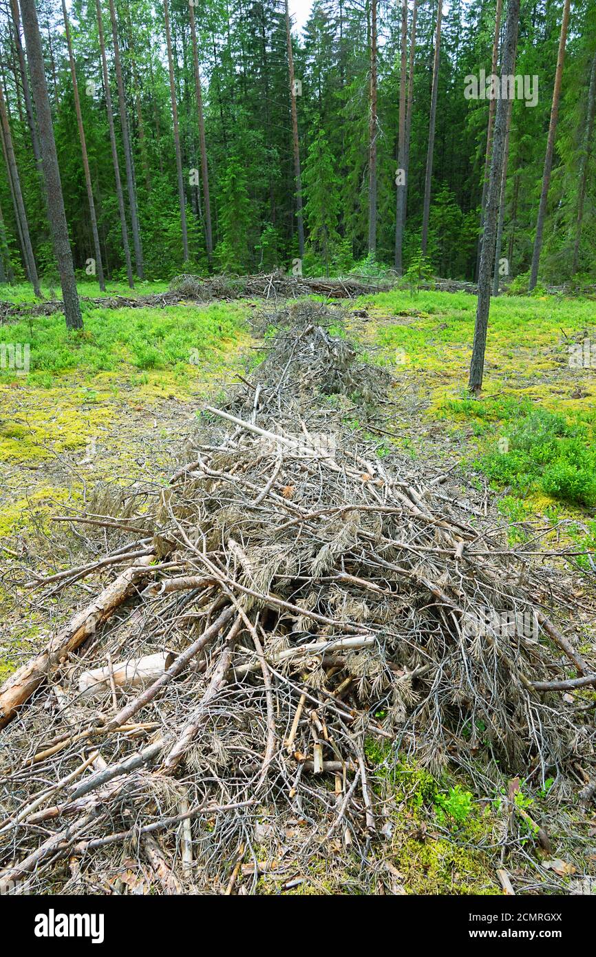 Remains of cutting,, logging waste in Northern boreal coniferous forest ...