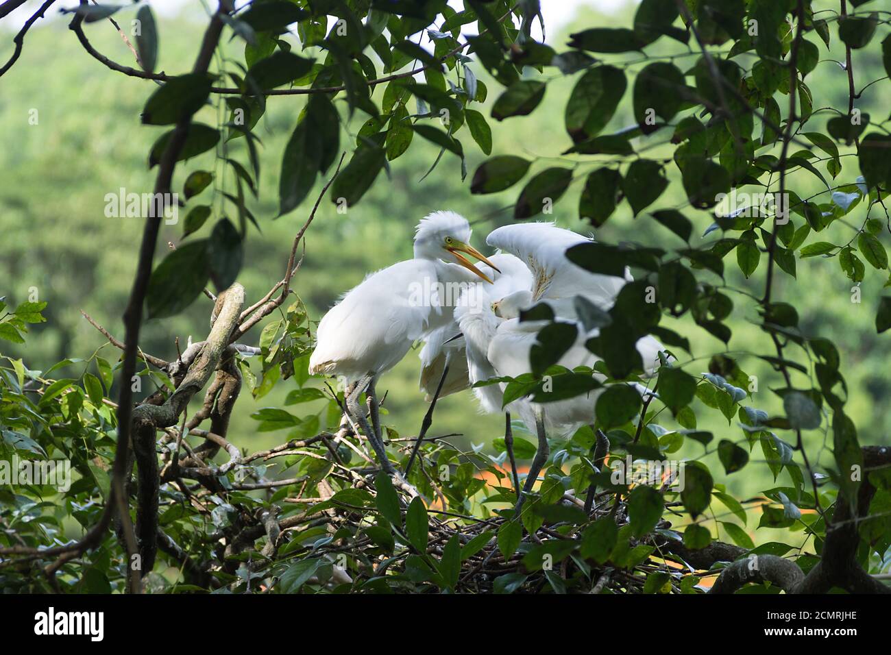 Intermediate egret (Egretta intermedia). Brood in nest. The fledglings ...