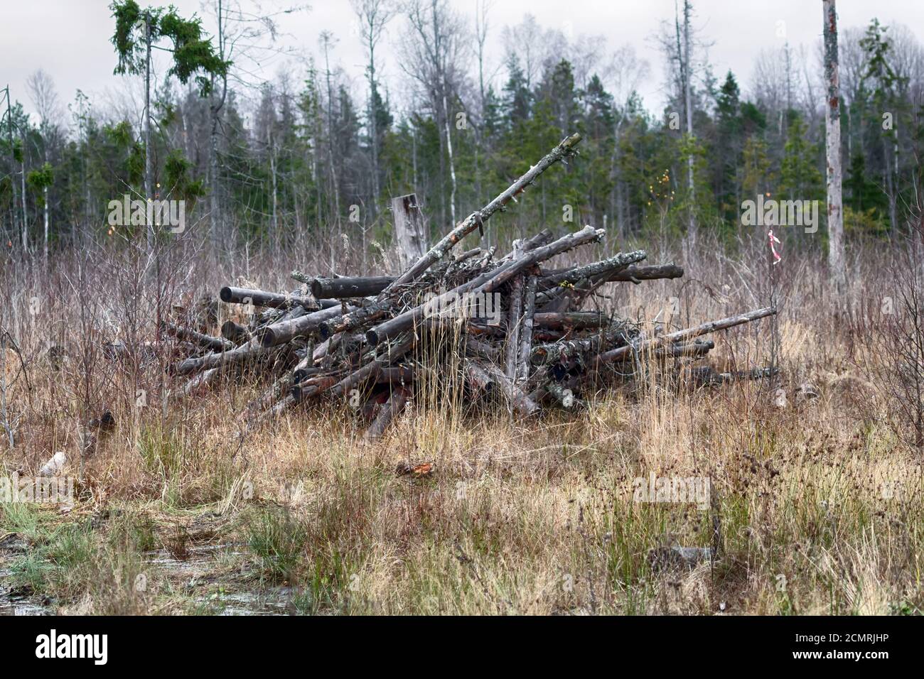 Boreal mixed forests. Primitive forestry. The remains of the forest ...