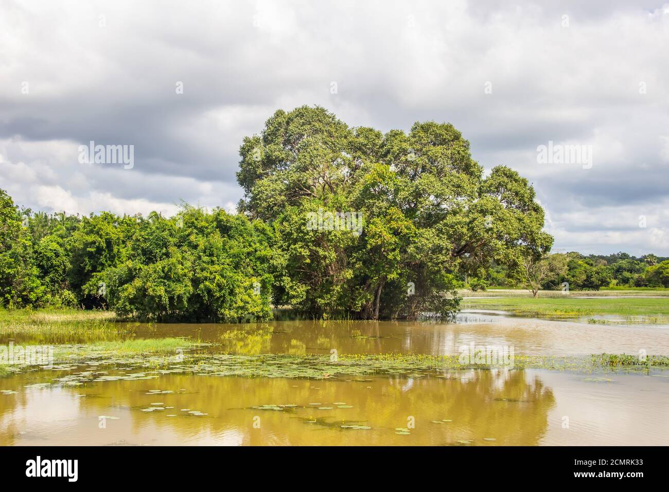 Swamp in middle of rainforest, water stagnation because outside the ...