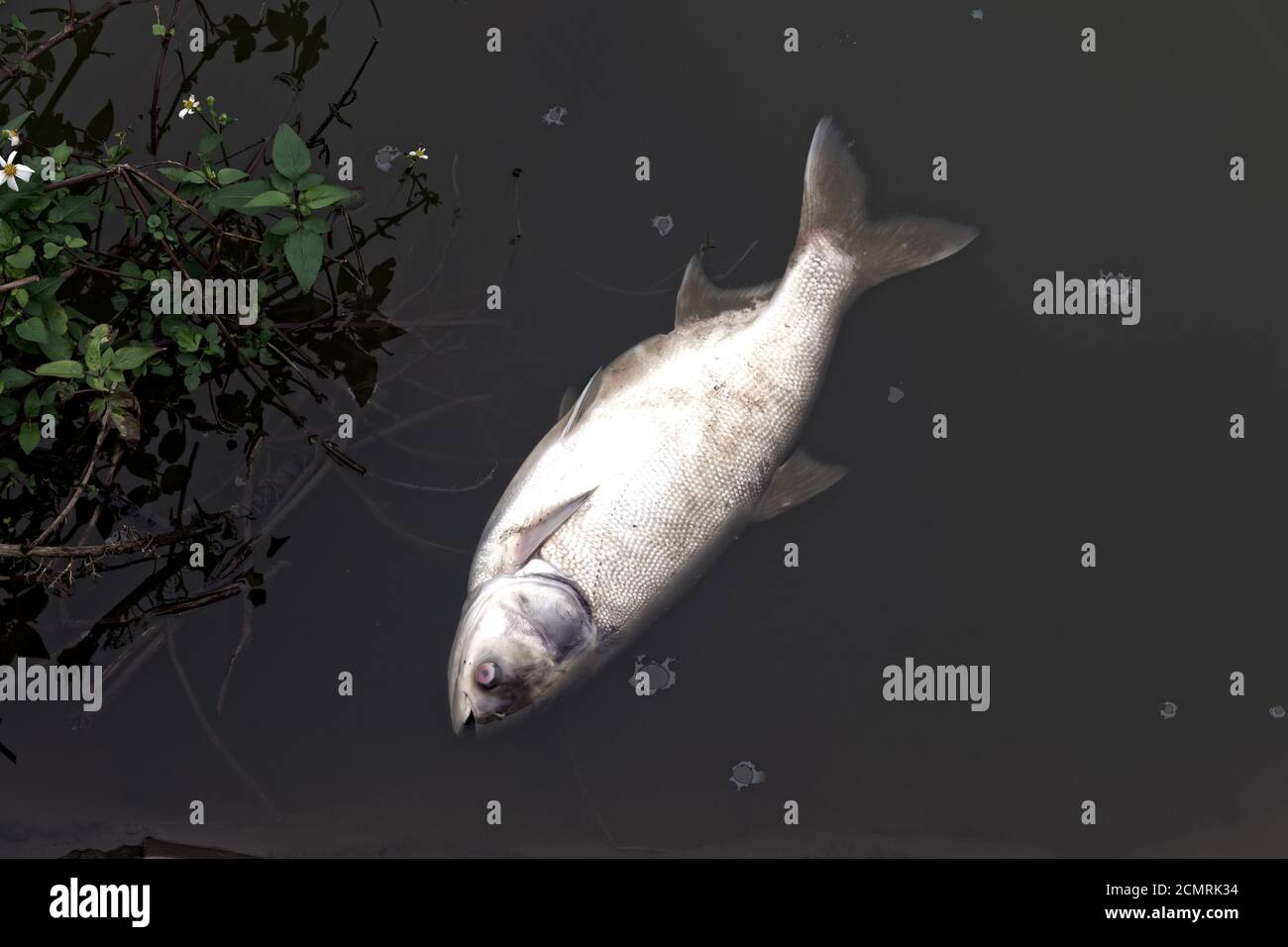 Dead Silver carp (Hypophthalmichthys molitrix) in the pond. Fish ...