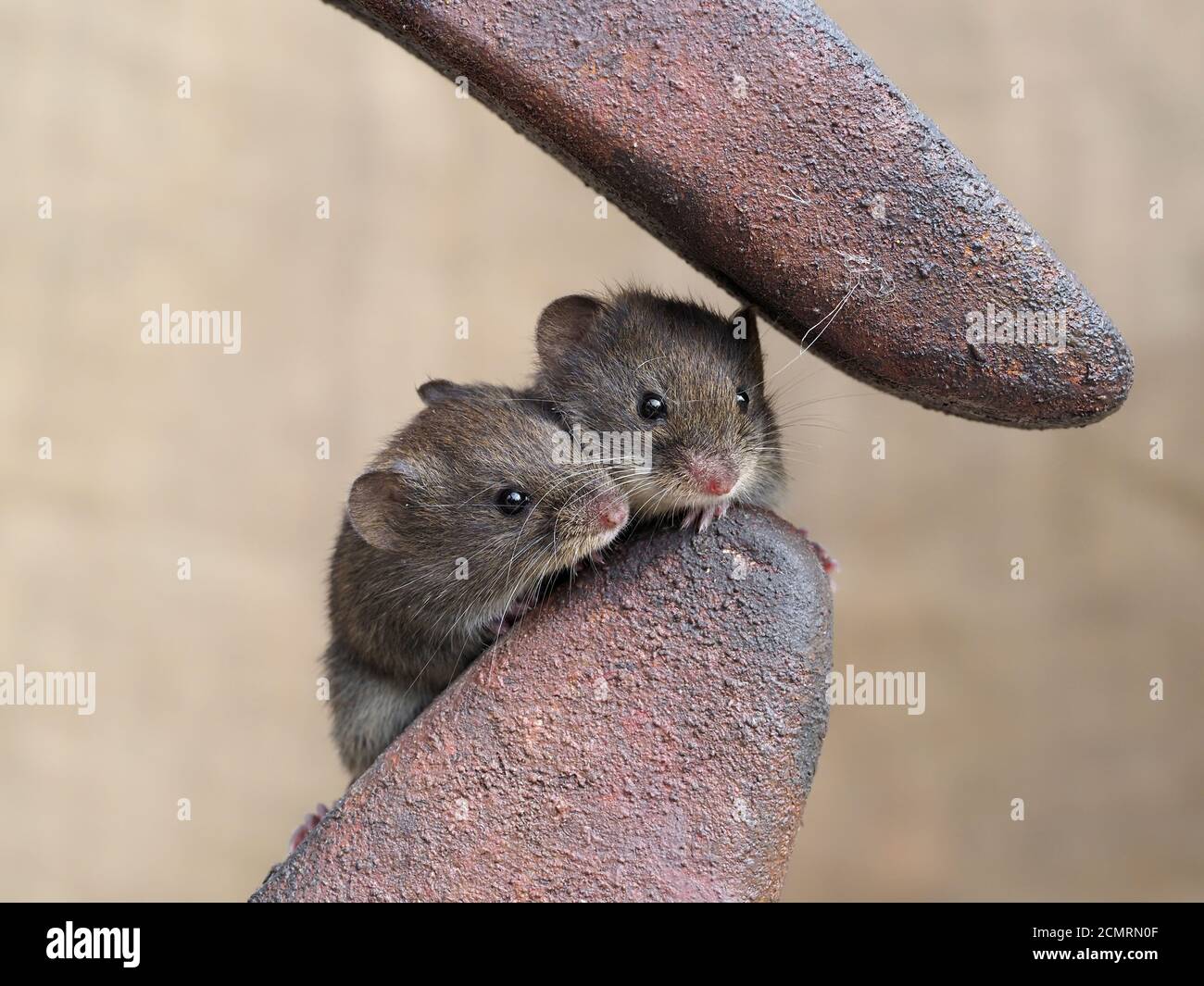 Two mammals hi-res stock photography and images - Alamy