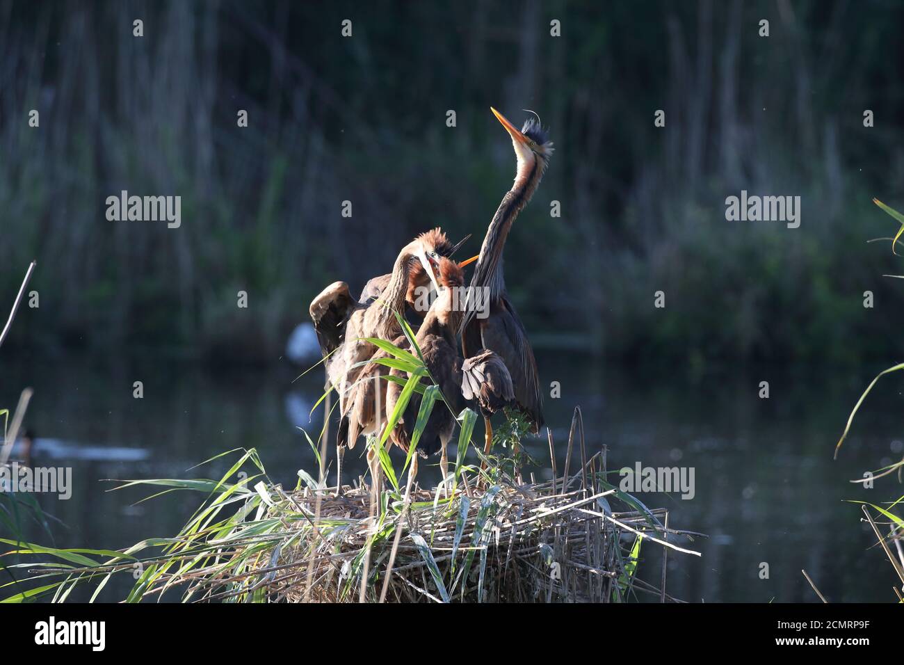 Purple heron (Ardea purpurea), young birds begging adult bird for food ...