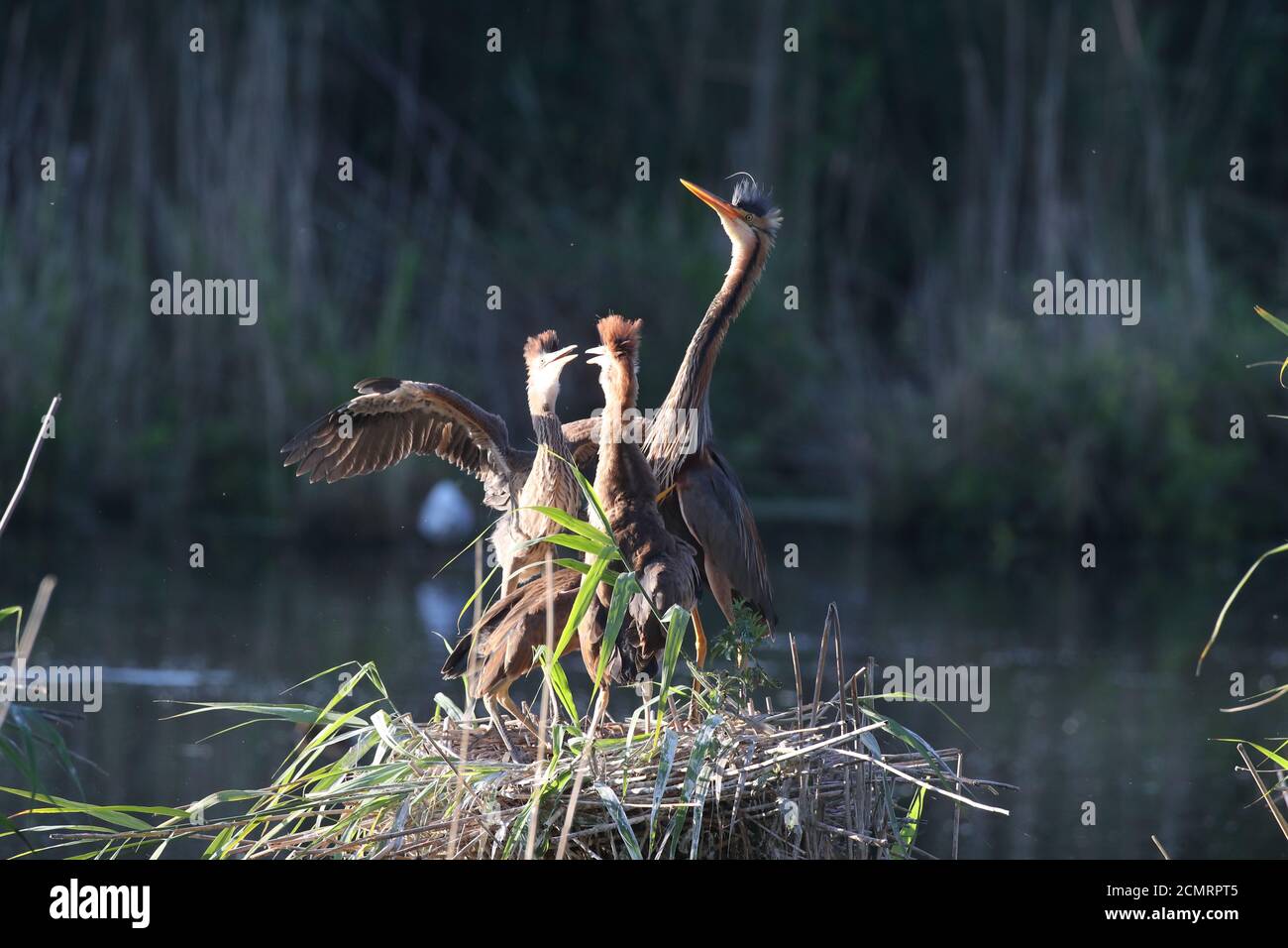 Purple heron (Ardea purpurea), young birds begging adult bird for food ...
