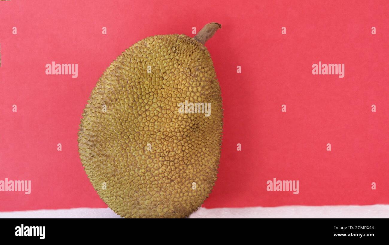 Jackfruit, scientific name Artocarpus heterophyllus, known as jackfruit ...