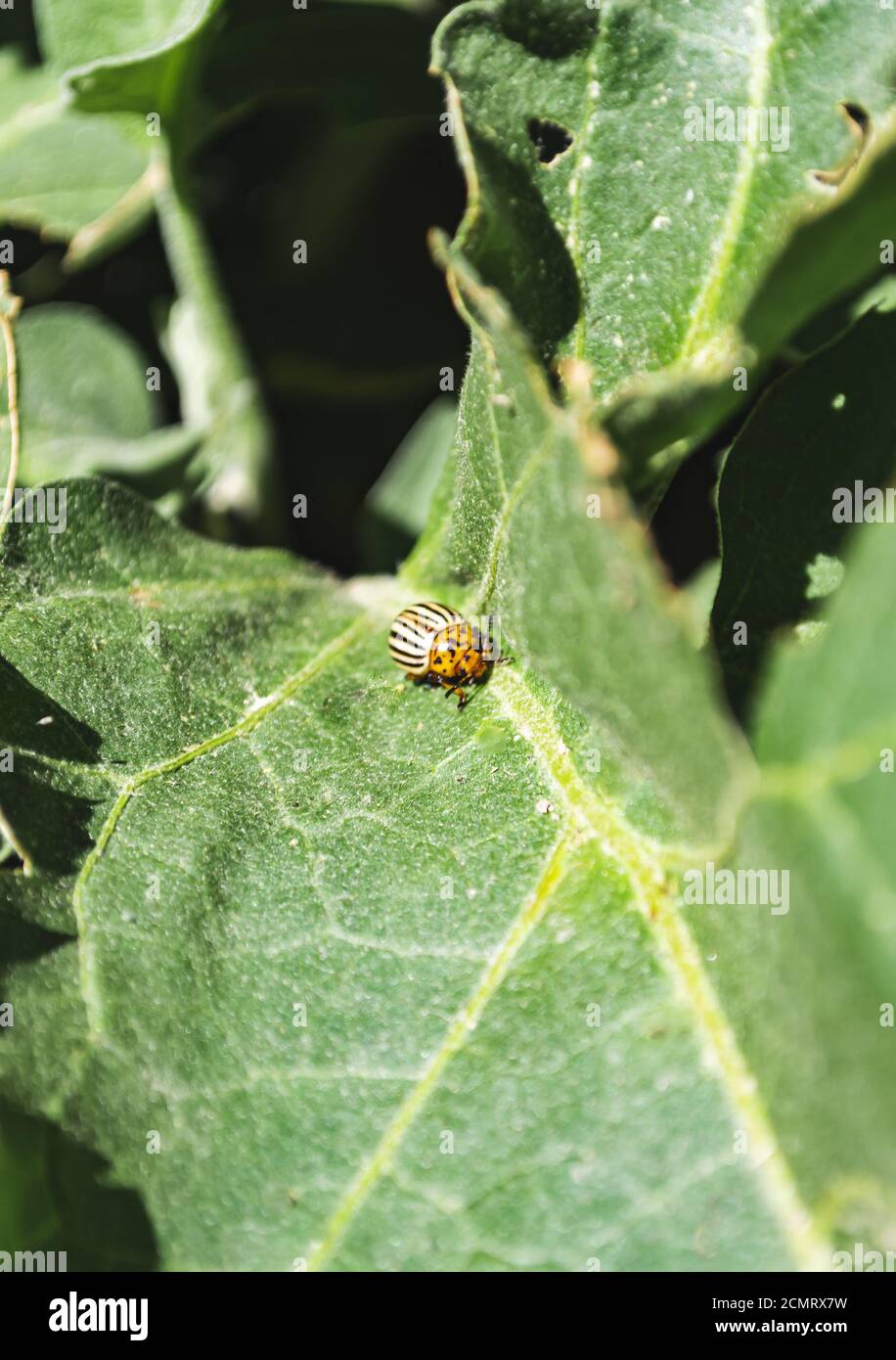 A closeup of the leg bug on a green leaf Stock Photo - Alamy