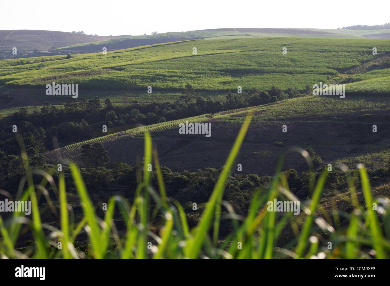 Tongaat hi-res stock photography and images - Alamy