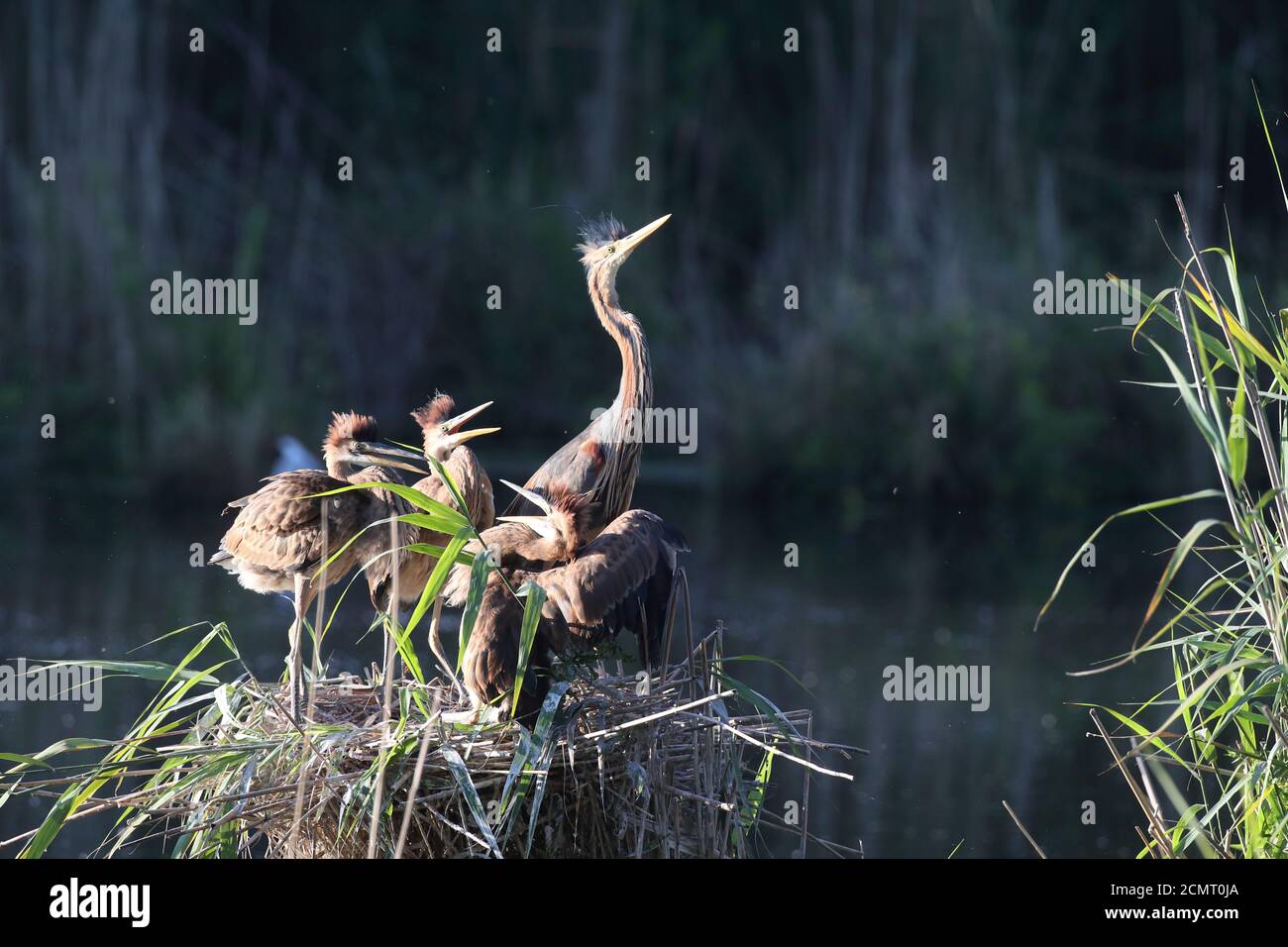 Purple heron (Ardea purpurea), young birds begging adult bird for food ...