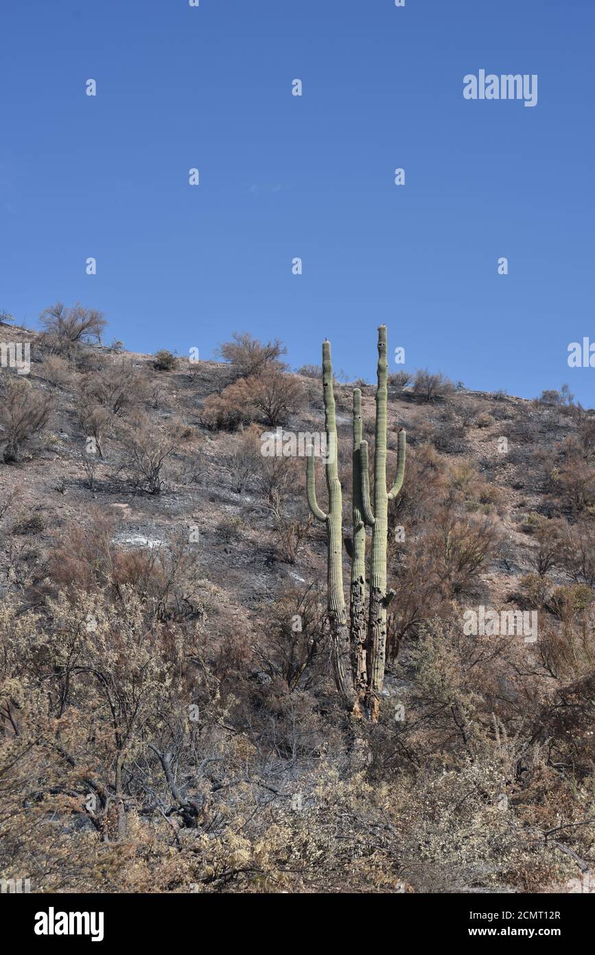 Tonto National Forest, AZ., U.S.A. 7/11/2020. Bush fire burned approx ...