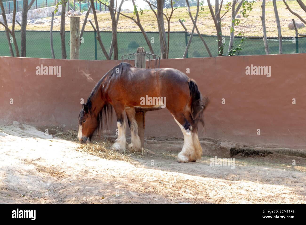 Brown horse eating hay close hi-res stock photography and images - Alamy