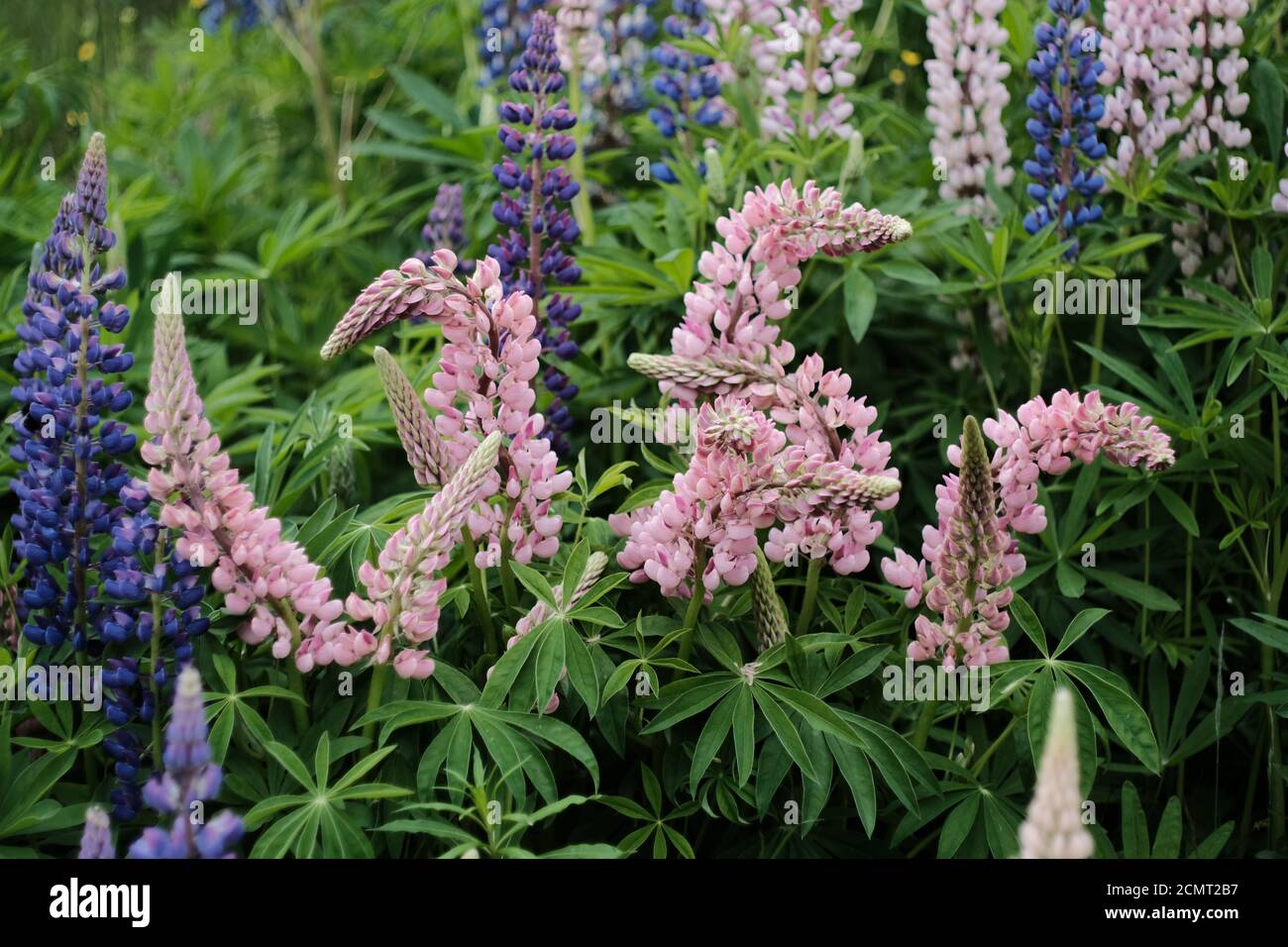 Lupinus mutabilis hi-res stock photography and images - Alamy
