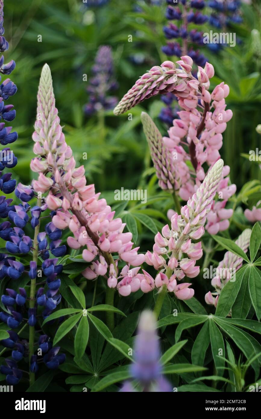 Lupinus mutabilis hi-res stock photography and images - Alamy