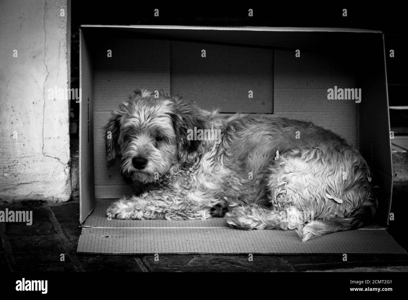 A stray dog makes his home in a cardboard box Stock Photo - Alamy