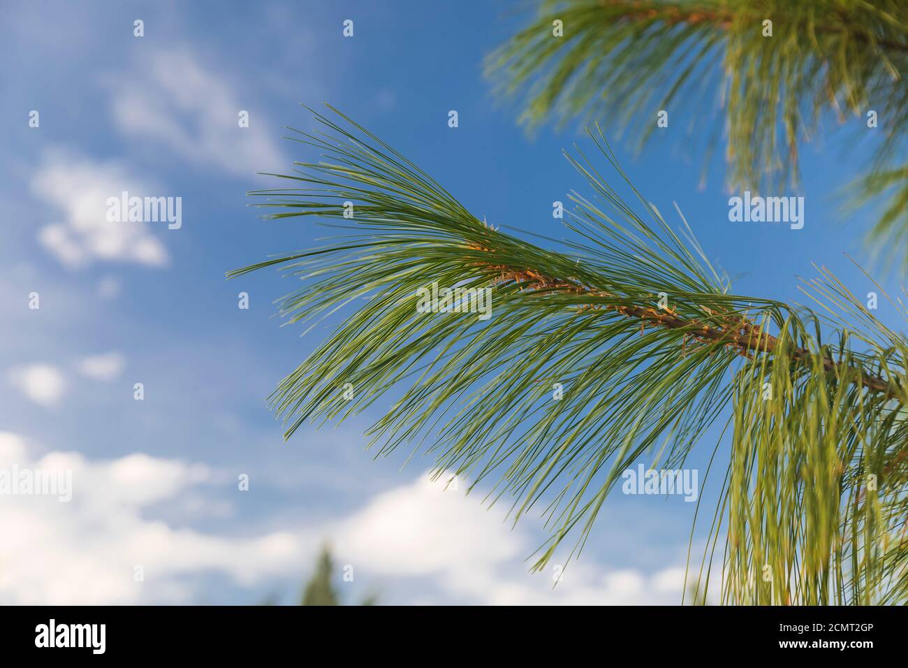 Beautiful branch of a Christmas tree in nature Stock Photo - Alamy
