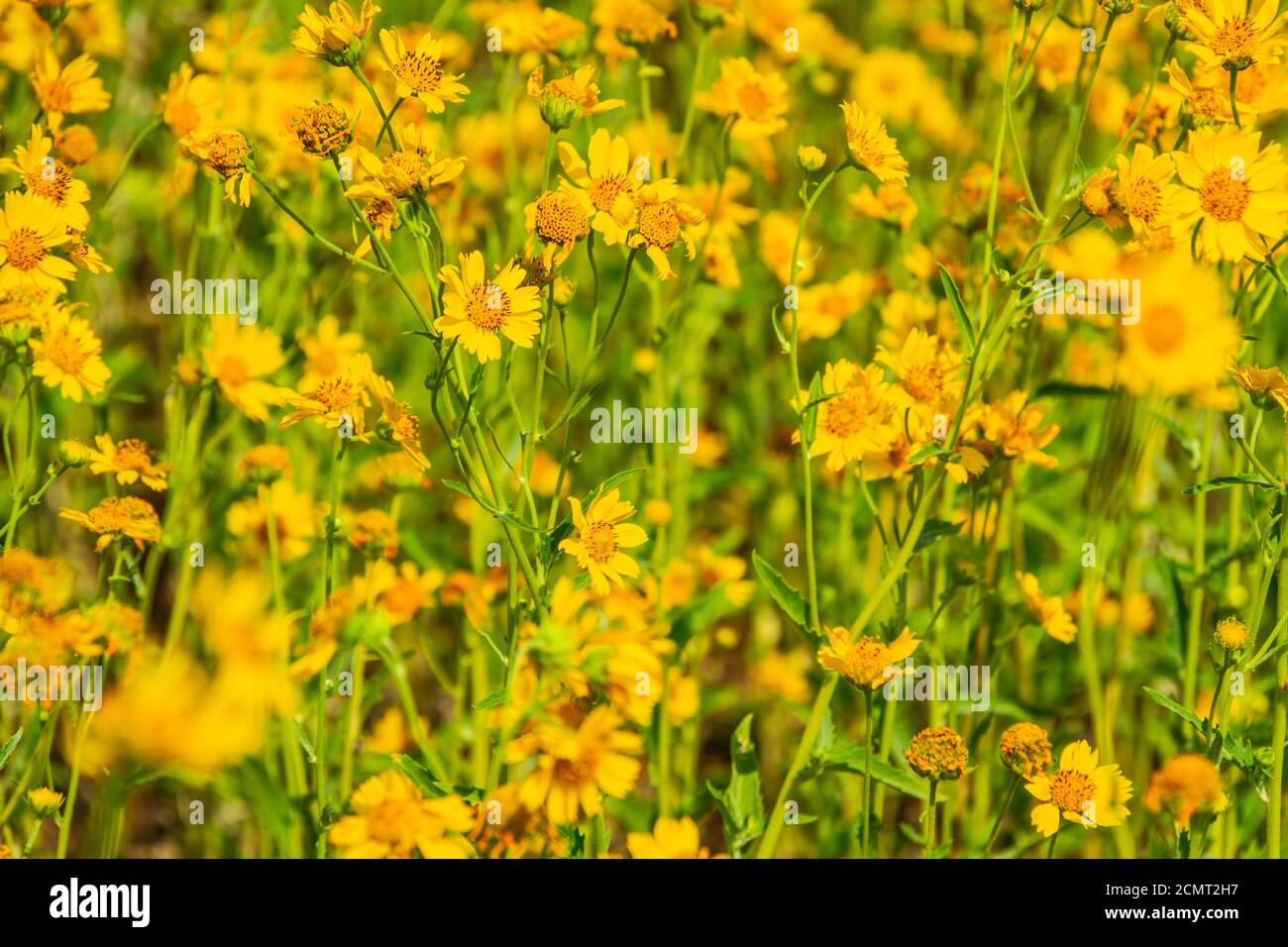 A field of yellow flowers with a small section of the flowers in focus ...