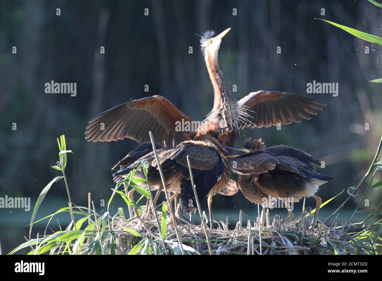 Purple heron (Ardea purpurea), young birds begging adult bird for food ...