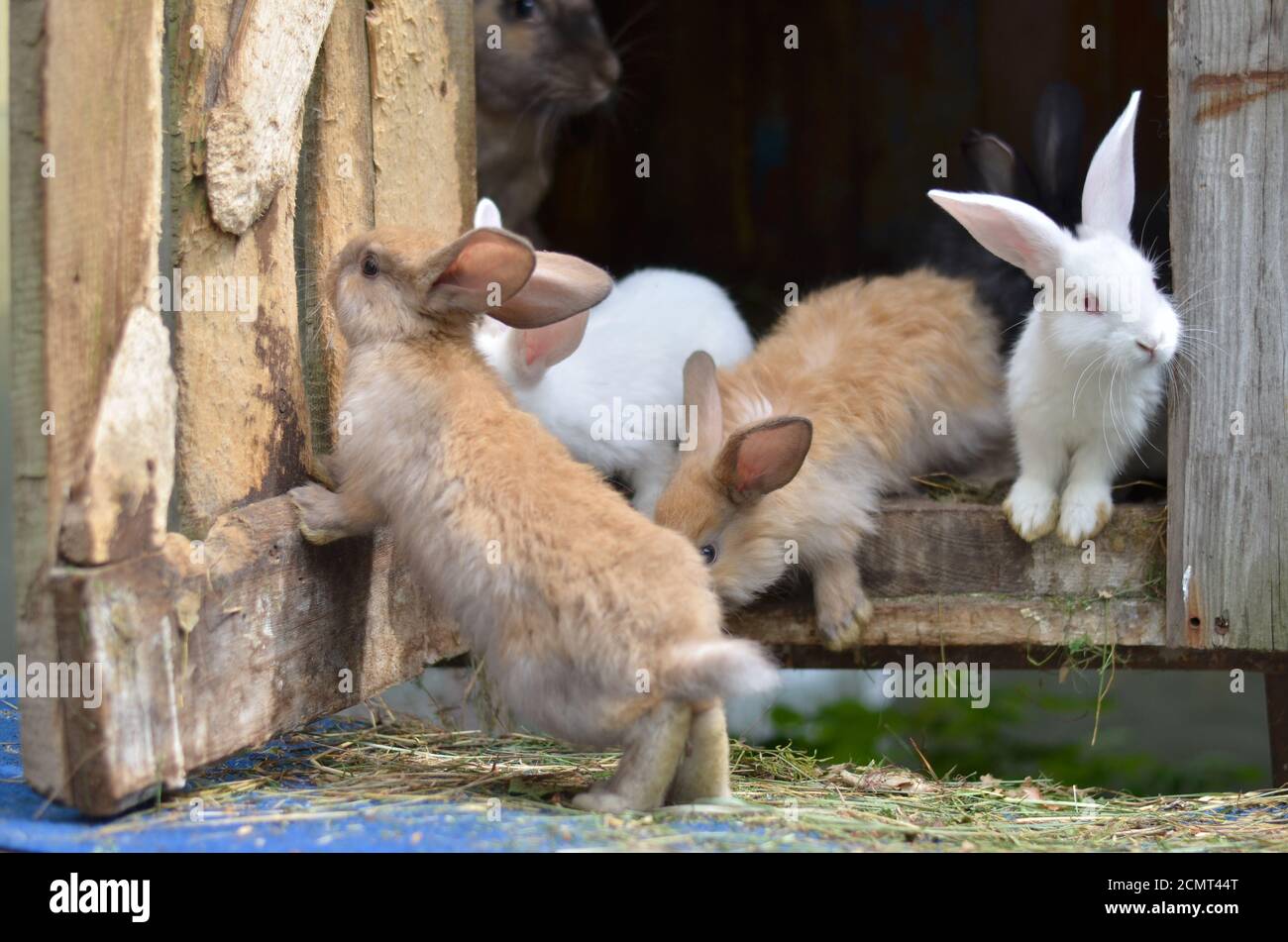 Farm in ukraine hi-res stock photography and images - Alamy