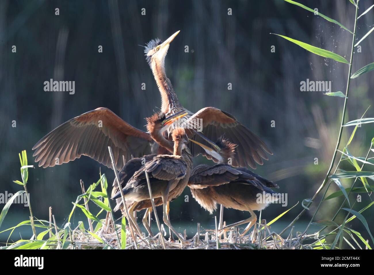 Purple heron (Ardea purpurea), young birds begging adult bird for food ...