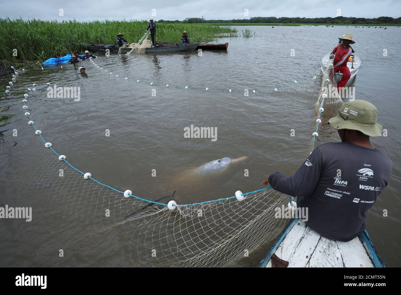 Pink Amazonian River Dolphin High Resolution Stock Photography and ...
