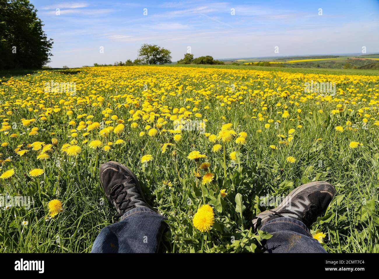 Vast field with yellow flower with a blue sky Stock Photo - Alamy