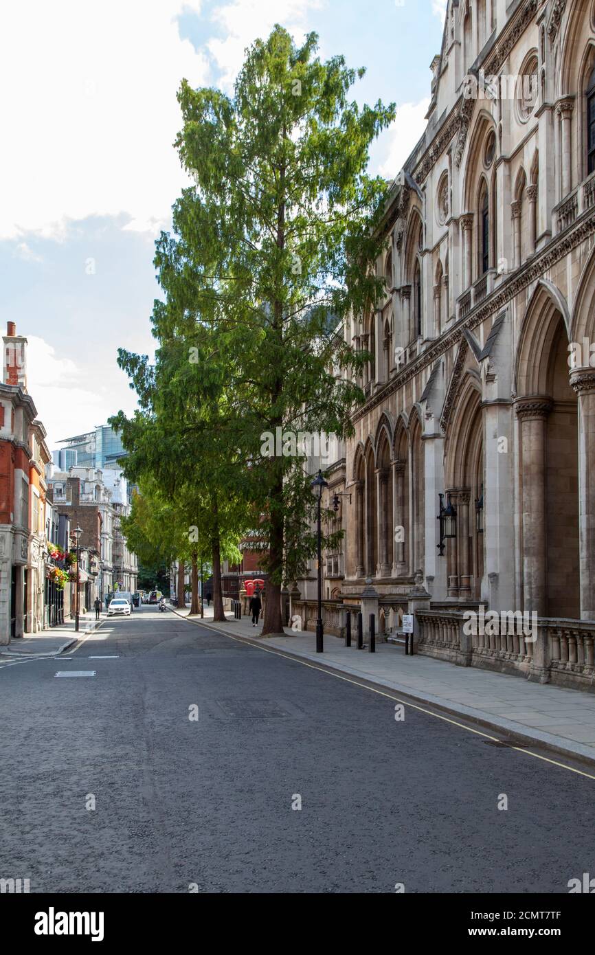 An avenue of Dawn Redwoods (Metasequoia glyptostroboides) behind the ...