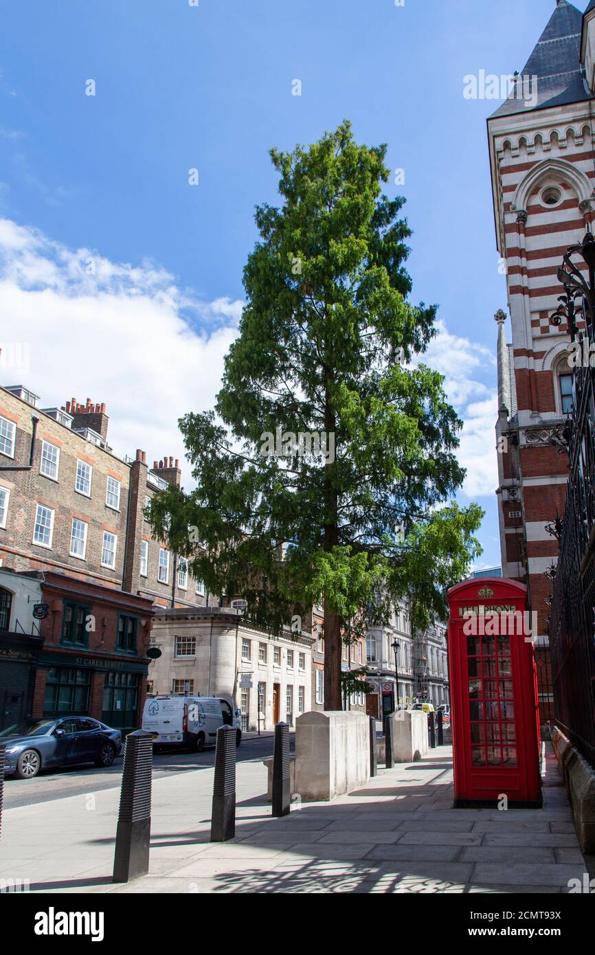 Red phone box and a Dawn Redwood (Metasequoia glyptostroboides) behind ...
