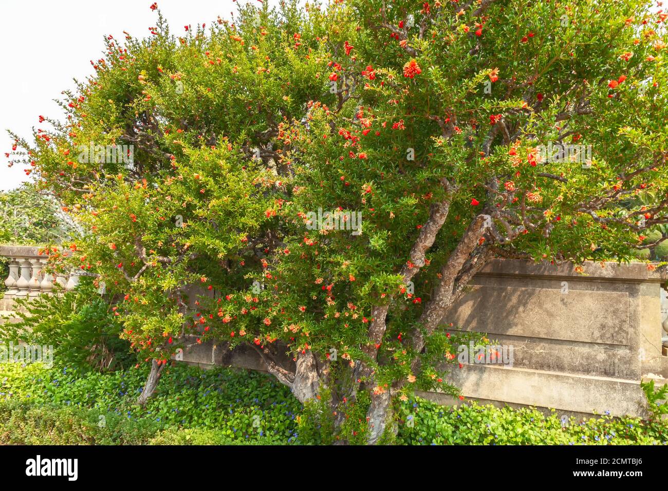 Dwarf pomegranate Punica granatum (Nana) with flowers Stock Photo - Alamy