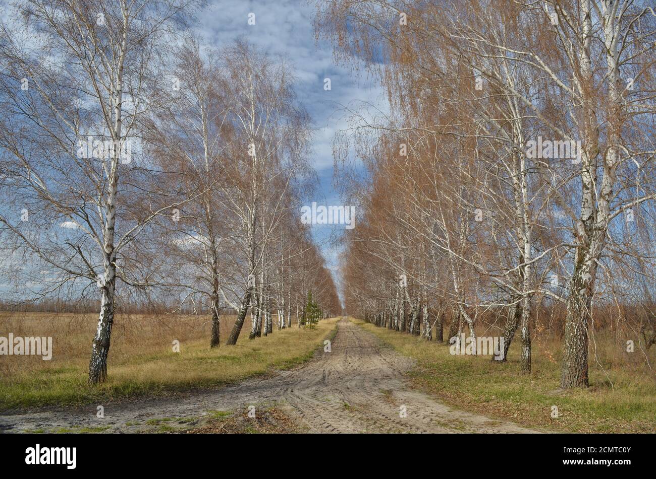 Spring landscape with a road through the birch alley. Ukraine, Kiev ...