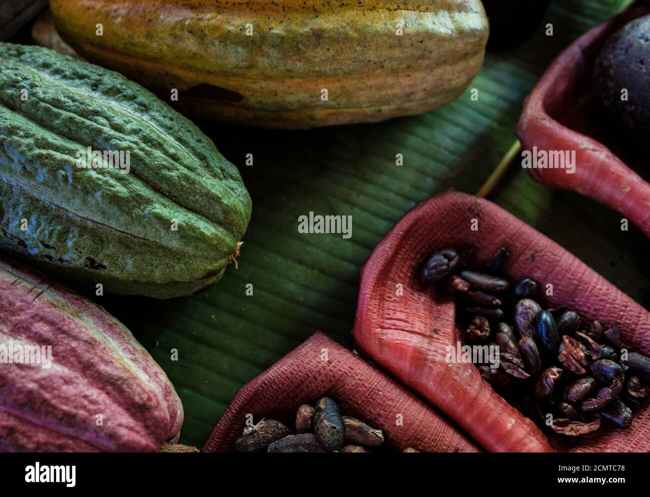 Cocoa beans farm hi-res stock photography and images - Alamy