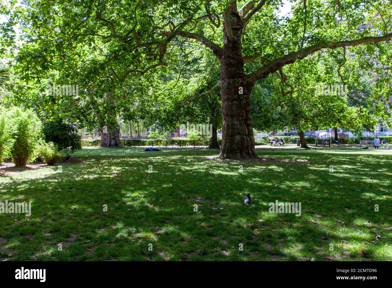 Veteran trees hi-res stock photography and images - Alamy
