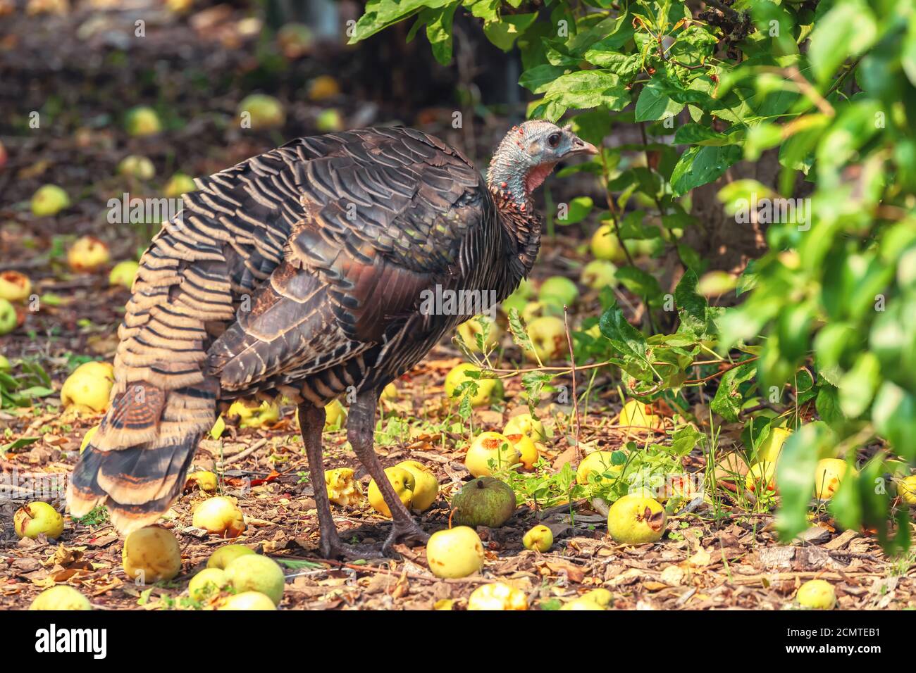 Woodside california hi-res stock photography and images - Alamy