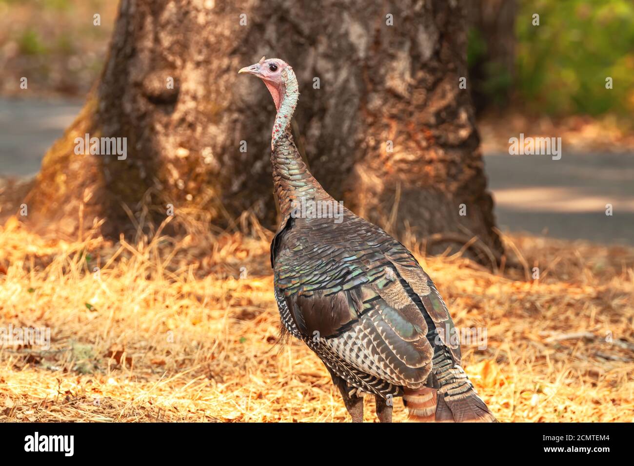 Female wild turkey Meleagris gallopavo, Woodside, California, USA Stock ...