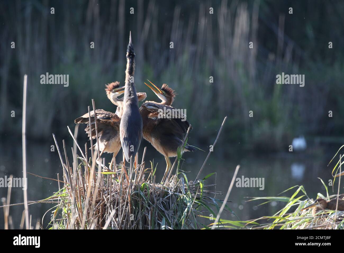 Purple heron (Ardea purpurea), young birds begging adult bird for food ...
