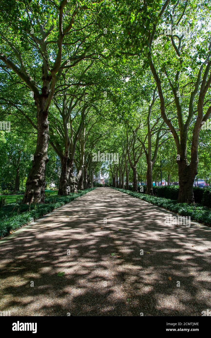 Historic London Plane Tree avenue Inner Temple Garden, London, UK Stock ...