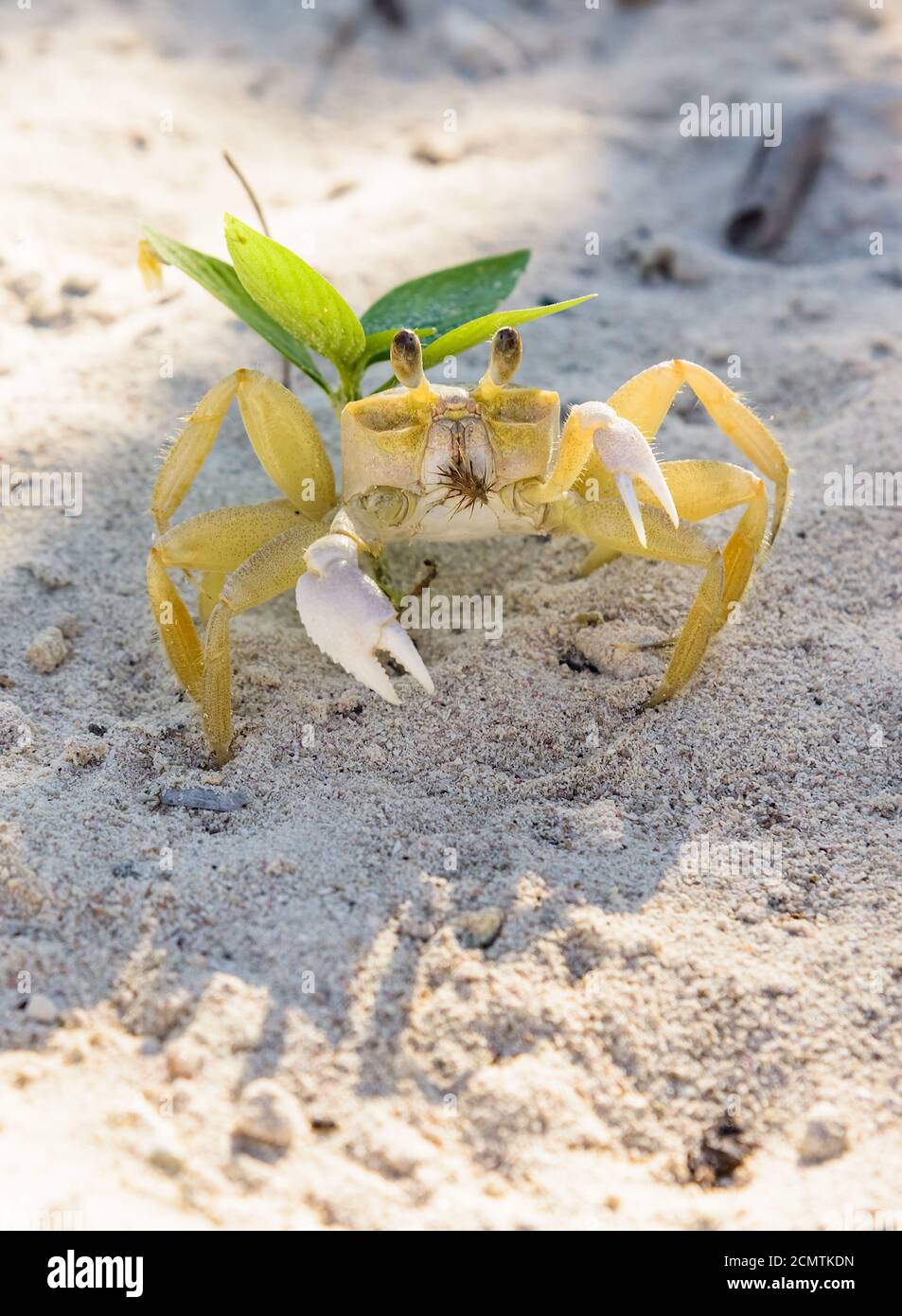 Crab - ghost - small crustacean with chitinous shell Stock Photo - Alamy