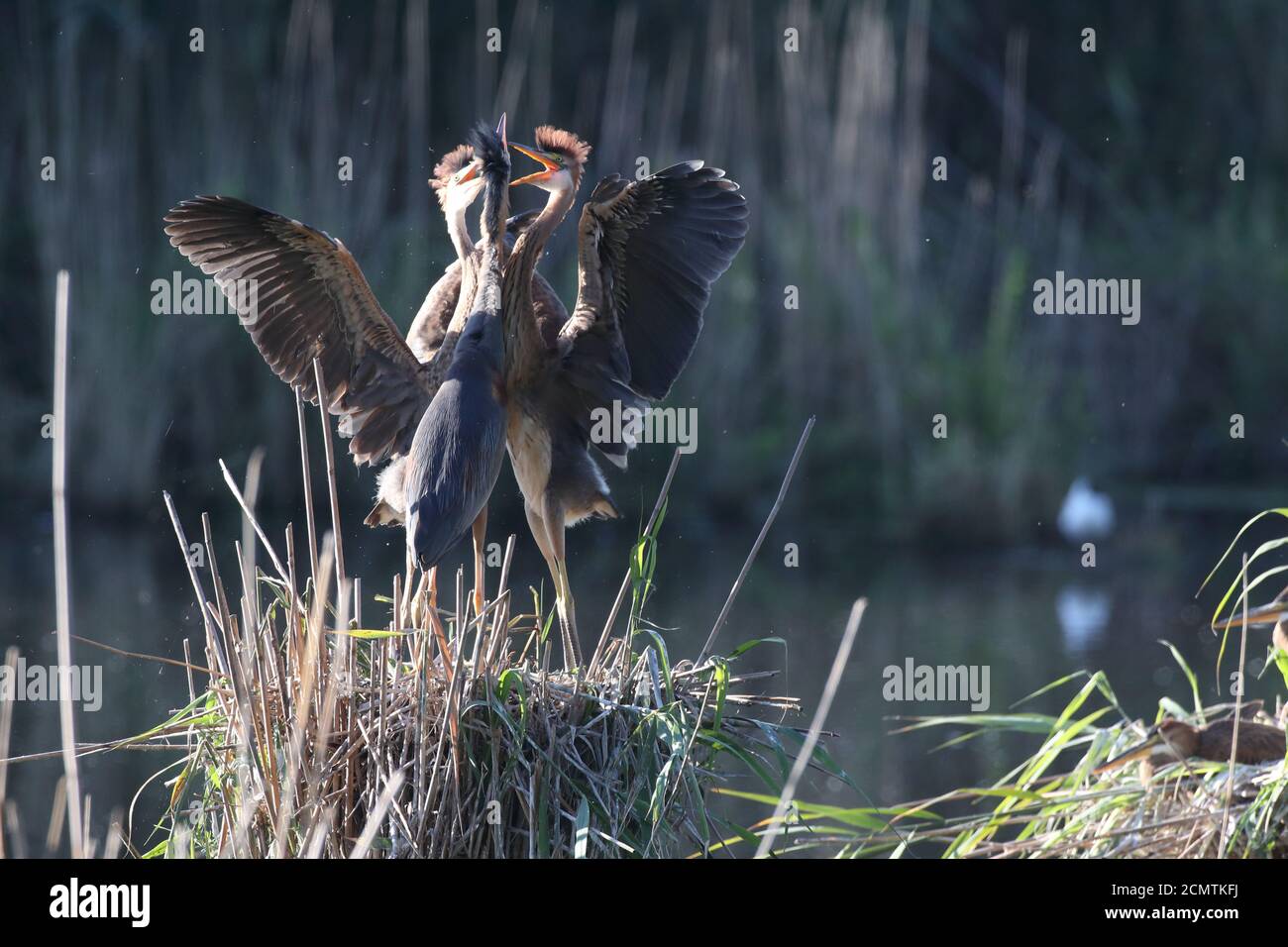 Purple heron (Ardea purpurea), young birds begging adult bird for food ...