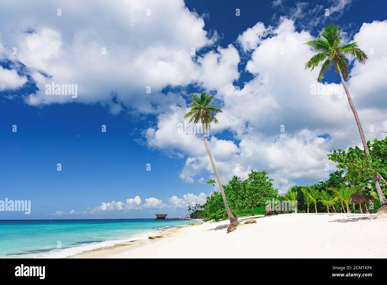 beautiful caribbean landscape with palm tree on the beach Stock Photo ...